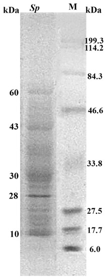Biomolecules | Free Full-Text | The Exoproteome of Staphylococcus ...
