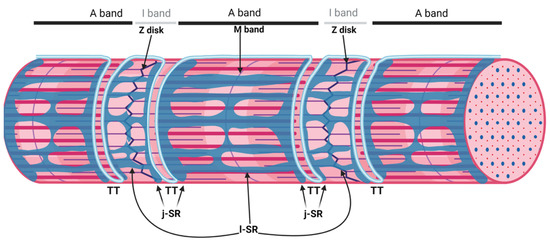 The Sarcoplasmic Reticulum of Skeletal Muscle Cells: A Labyrinth of ...