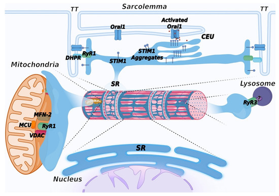 The Sarcoplasmic Reticulum of Skeletal Muscle Cells: A Labyrinth of ...