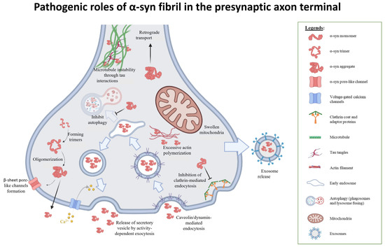 Biomolecules | Free Full-Text | α-Synuclein at the Presynaptic Axon Terminal as a Double-Edged Sword