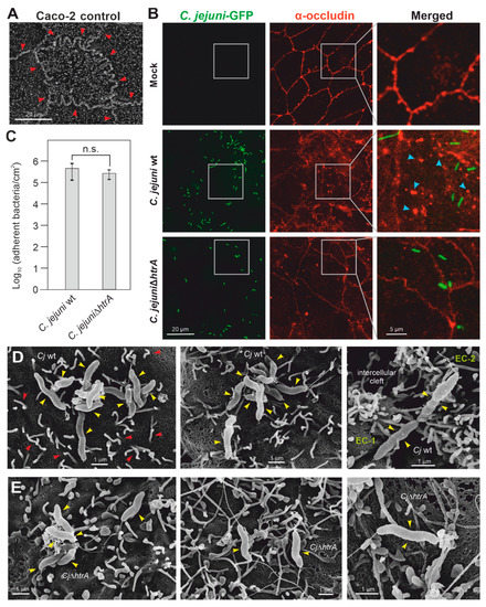 Campylobacter jejuni Serine Protease HtrA Induces Paracellular ...