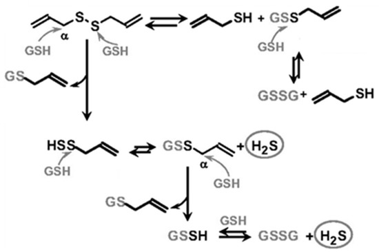 Potential Effects of Natural H2S-Donors in Hypertension Management