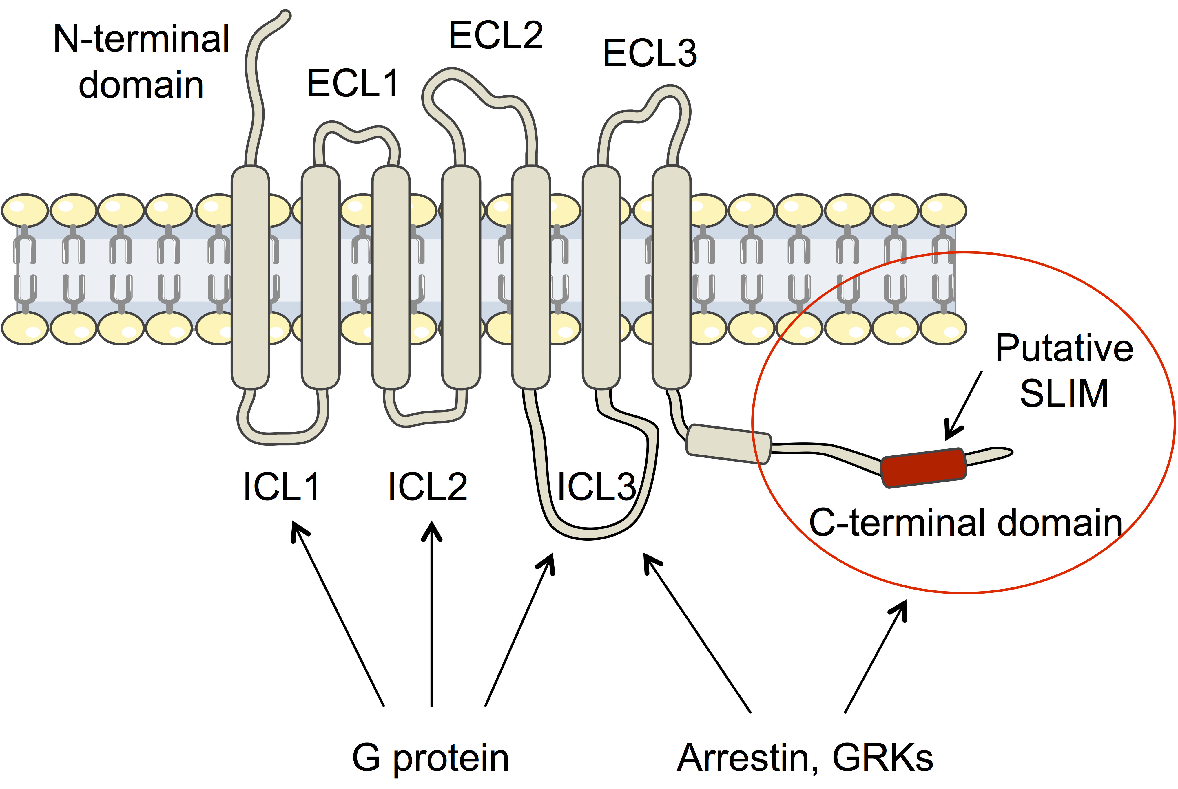 Biomolecules | Free Full-Text | Structural Insights into the ...