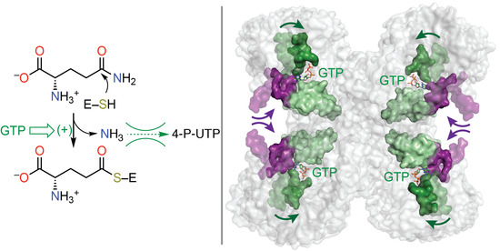 Biomolecules | Free Full-Text | GTP-Dependent Regulation of CTP ...