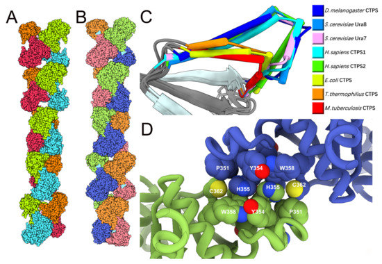 Biomolecules | Free Full-Text | GTP-Dependent Regulation of CTP ...