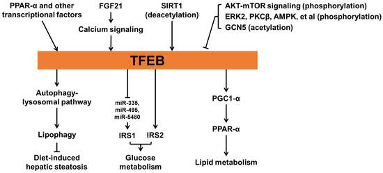 Role of TFEB in Autophagy and the Pathogenesis of Liver Diseases