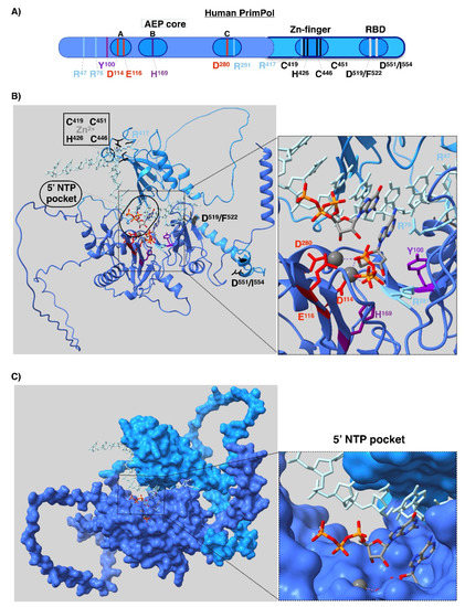 Correction: Díaz-Talavera et al. PrimPol: A Breakthrough among DNA ...