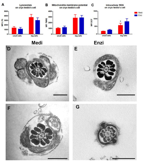 Automated—Mechanical Procedure Compared to Gentle Enzymatic Tissue ...