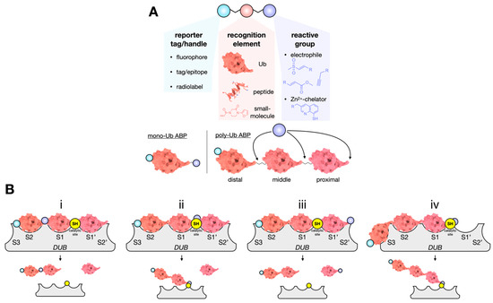 On the Study of Deubiquitinases: Using the Right Tools for the Job