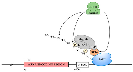 CAPTURE of the Human U2 snRNA Genes Expands the Repertoire of ...
