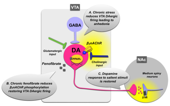 PPARα Signaling: A Candidate Target in Psychiatric Disorder Management