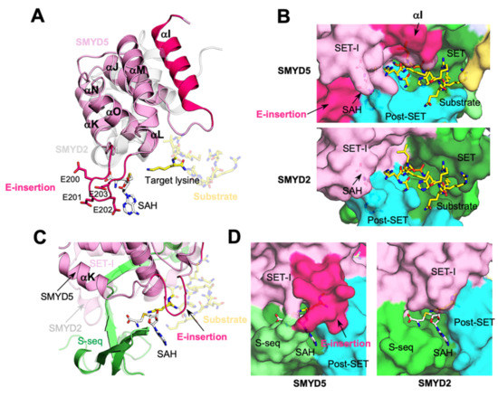 Unique SMYD5 Structure Revealed by AlphaFold Correlates with Its ...