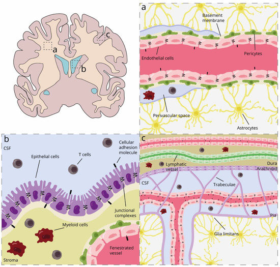 Breaching Brain Barriers: B Cell Migration in Multiple Sclerosis