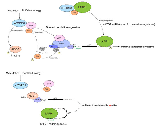 Biomolecules | Free Full-Text | The Translational Regulation in mTOR ...