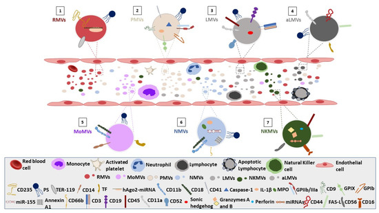 Blood Cell-Derived Microvesicles in Hematological Diseases and beyond