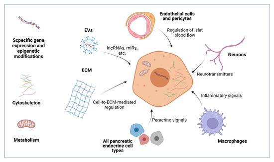 Overcoming the Limitations of Stem Cell-Derived Beta Cells