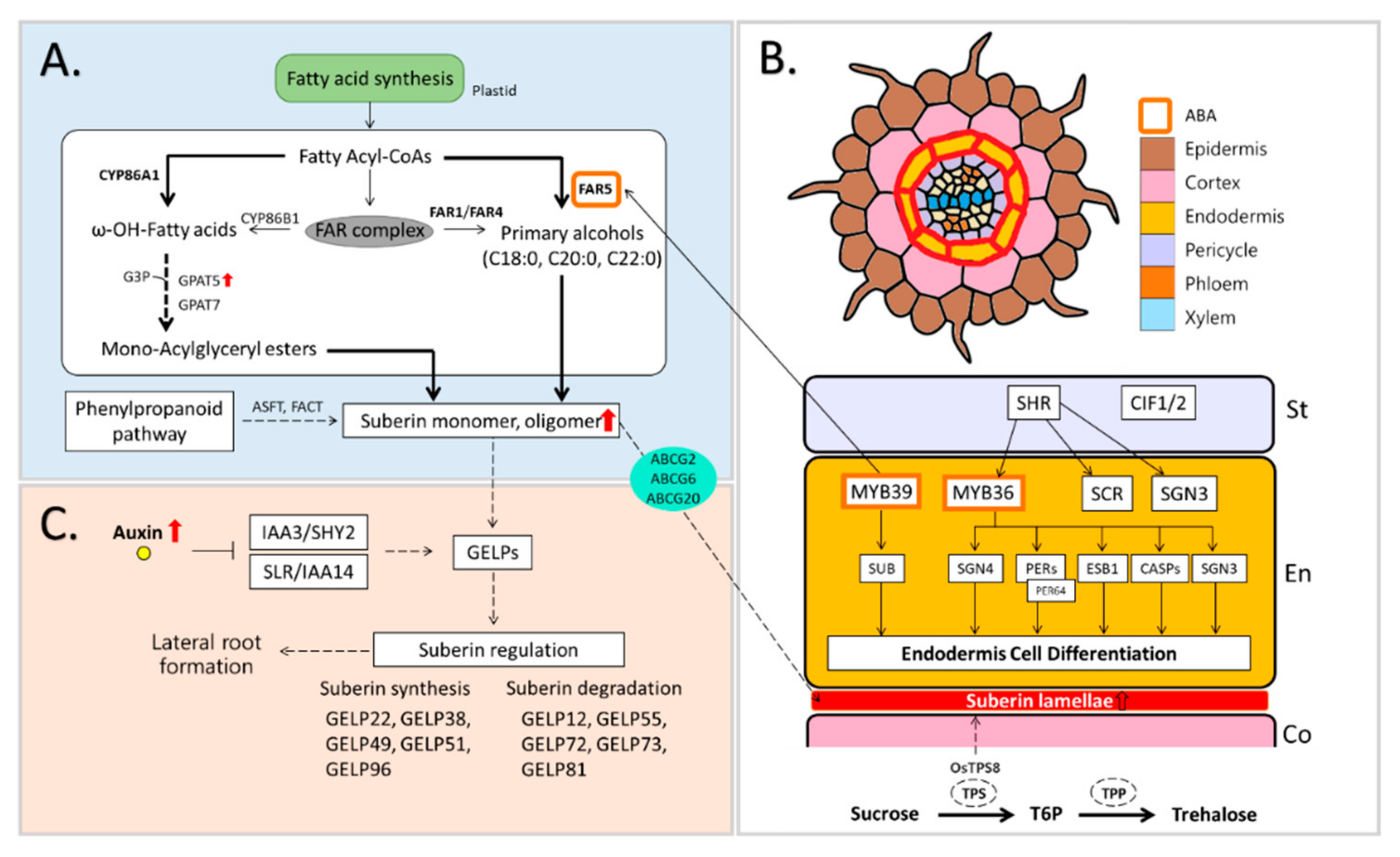 Hormonal Crosstalk and Root Suberization for Drought Stress Tolerance ...