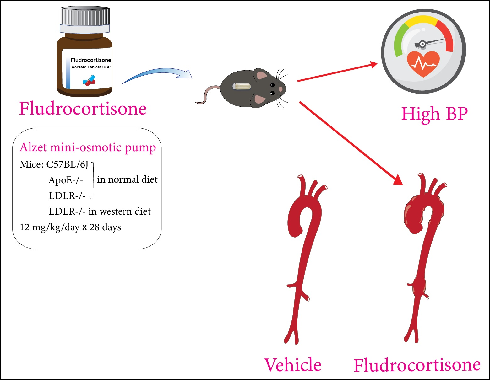 Biomolecules | Free Full-Text | Fludrocortisone Induces Aortic ...
