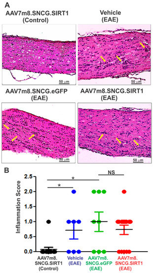 Biomolecules | Free Full-Text | Selective Upregulation of SIRT1 ...