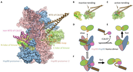 Biomolecules | Special Issue : Hsp90 Structure, Mechanism and Disease