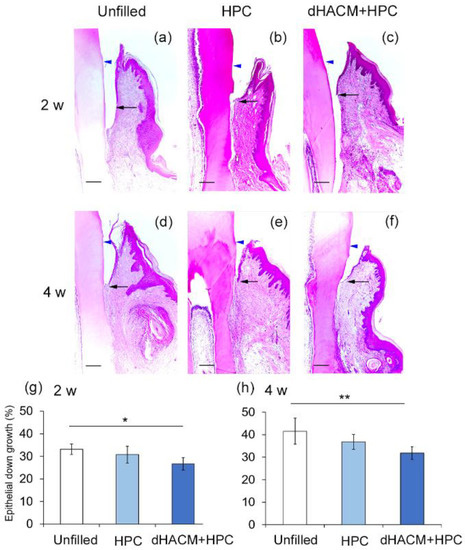 Investigating the Effects of Dehydrated Human Amnion-Chorion Membrane ...
