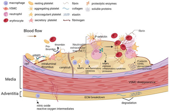 The Detrimental Role of Intraluminal Thrombus Outweighs Protective ...