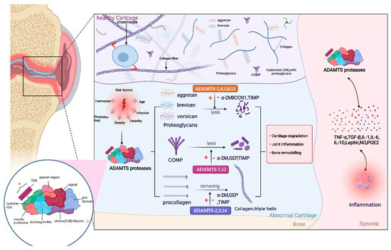 The Mechanism and Role of ADAMTS Protein Family in Osteoarthritis
