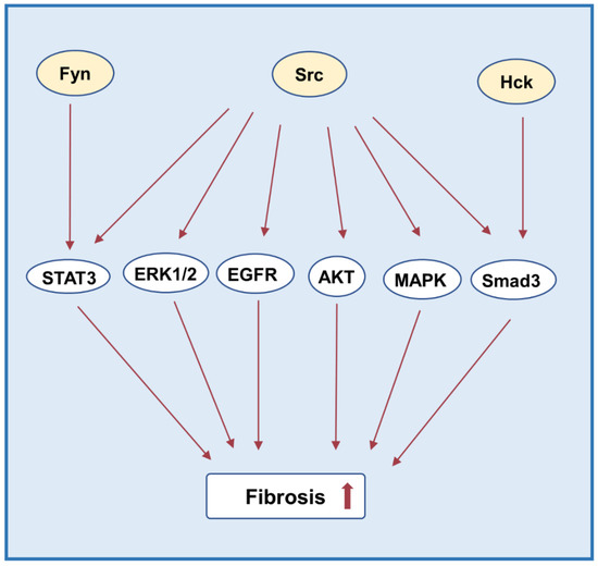 Src Family Kinases: A Potential Therapeutic Target for Acute Kidney Injury