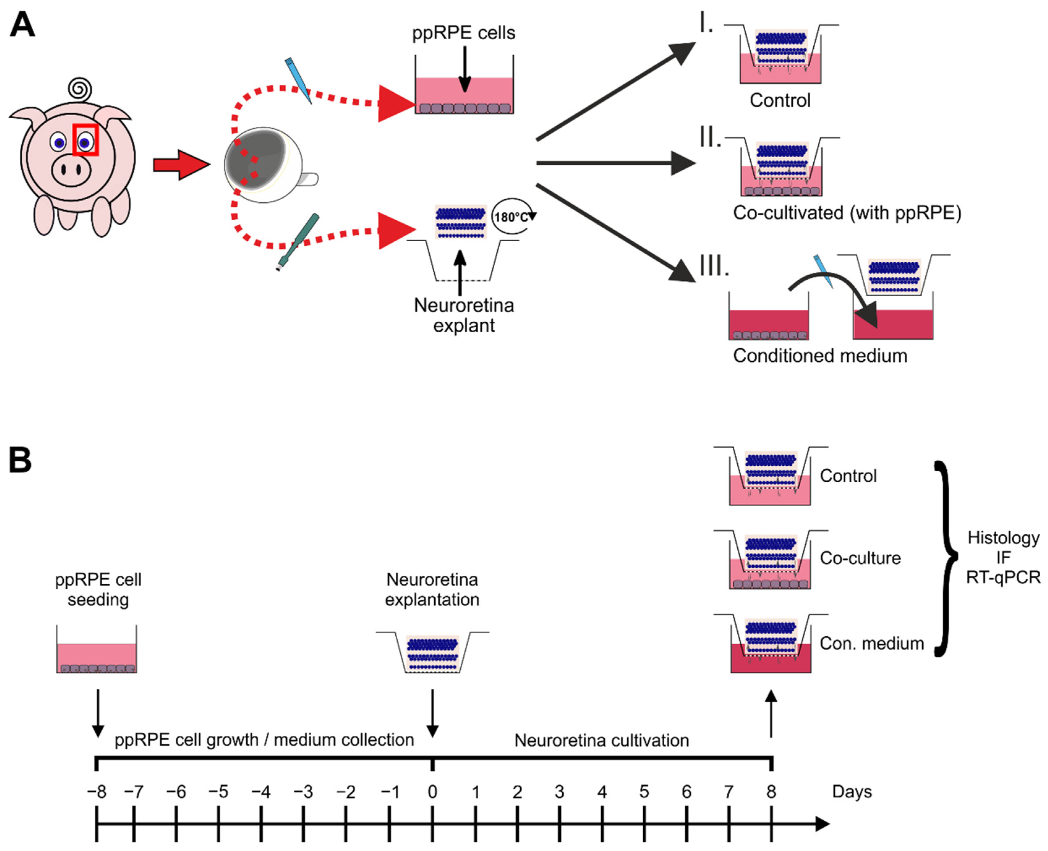 Impact of Primary RPE Cells in a Porcine Organotypic Co-Cultivation Model