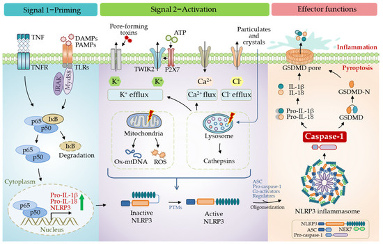 Activation and Pharmacological Regulation of Inflammasomes