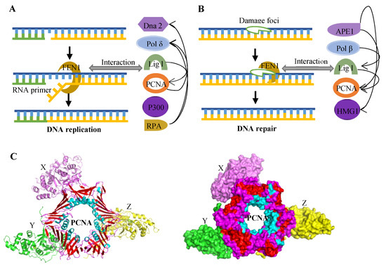 Small-Molecule Inhibitors Targeting FEN1 for Cancer Therapy