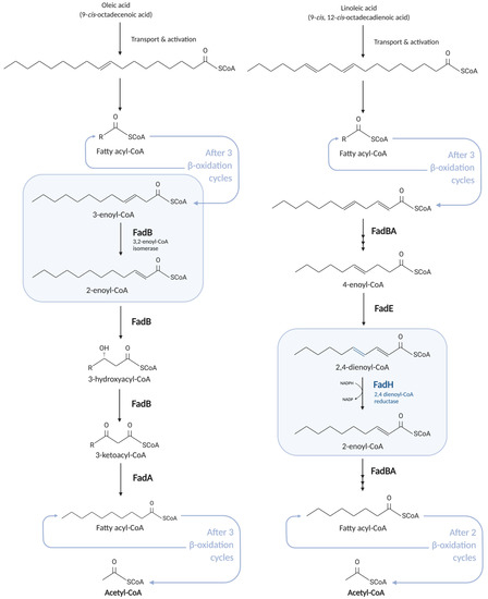 Degradation of Exogenous Fatty Acids in Escherichia coli