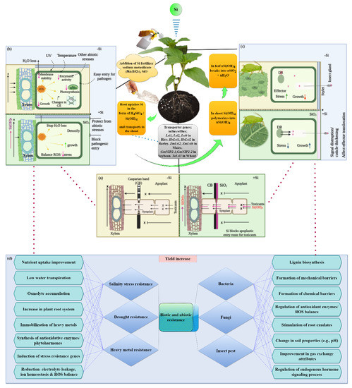 Silicon as a Smart Fertilizer for Sustainability and Crop Improvement