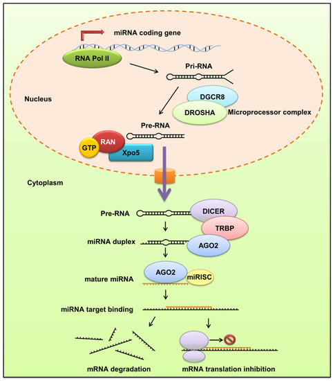 Anti-Inflammatory microRNAs for Treating Inflammatory Skin Diseases
