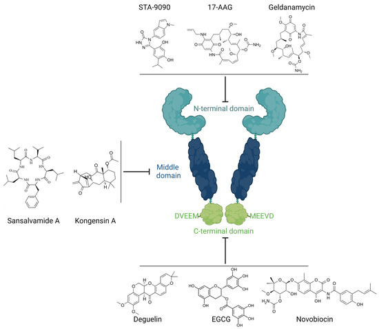 Biomolecules | Free Full-Text | Heat Shock Protein 90 (Hsp90) and Hsp70 ...