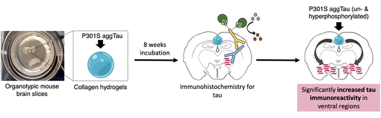 Biomolecules | Free Full-Text | Spreading of P301S Aggregated Tau ...
