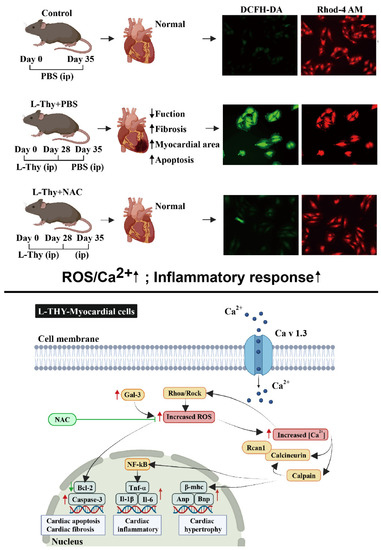 N-Acetylcysteine, an ROS Inhibitor, Alleviates the Pathophysiology of ...