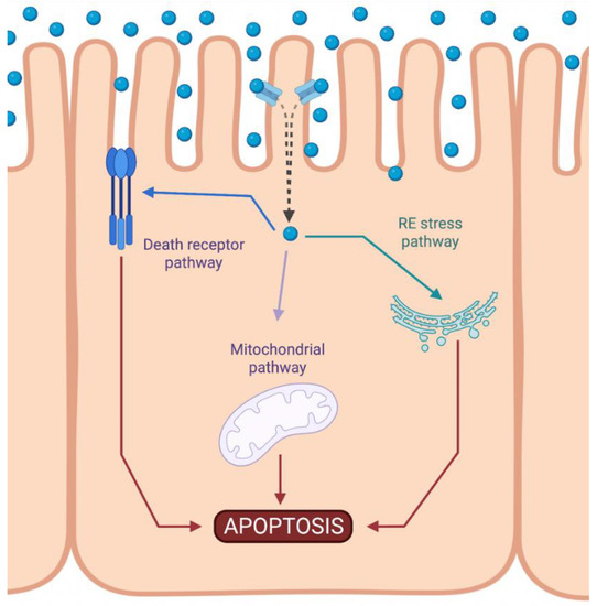 MicroRNAs Involved in Intrinsic Apoptotic Pathway during Cisplatin ...