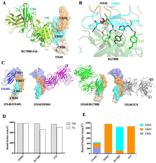 Structural Basis of a Novel Agonistic Anti-OX40 Antibody