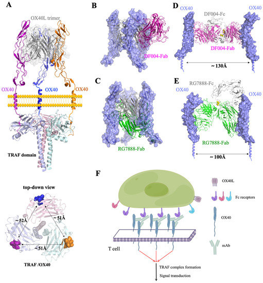 Structural Basis of a Novel Agonistic Anti-OX40 Antibody