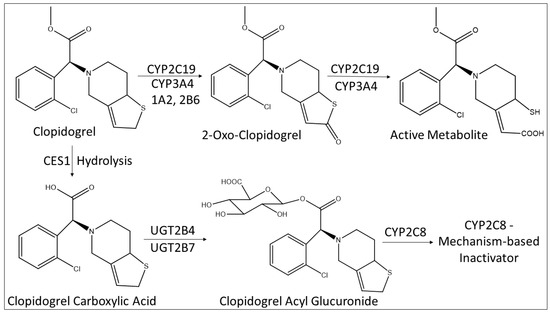 Inhibition of CYP2C8 by Acyl Glucuronides of Gemfibrozil and ...