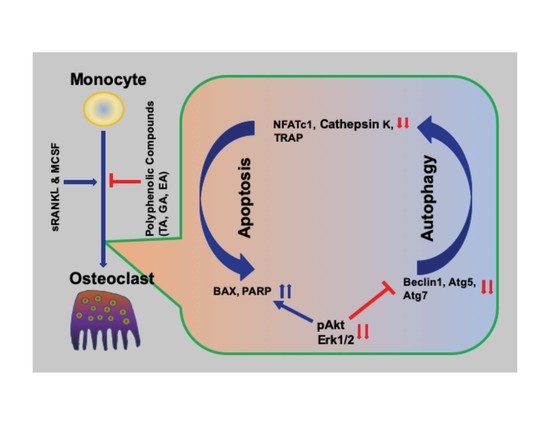 Biomolecules | Free Full-Text | Polyphenolic Compounds Inhibit ...
