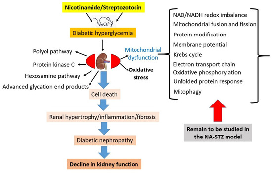 The Nicotinamide/Streptozotocin Rodent Model of Type 2 Diabetes: Renal ...