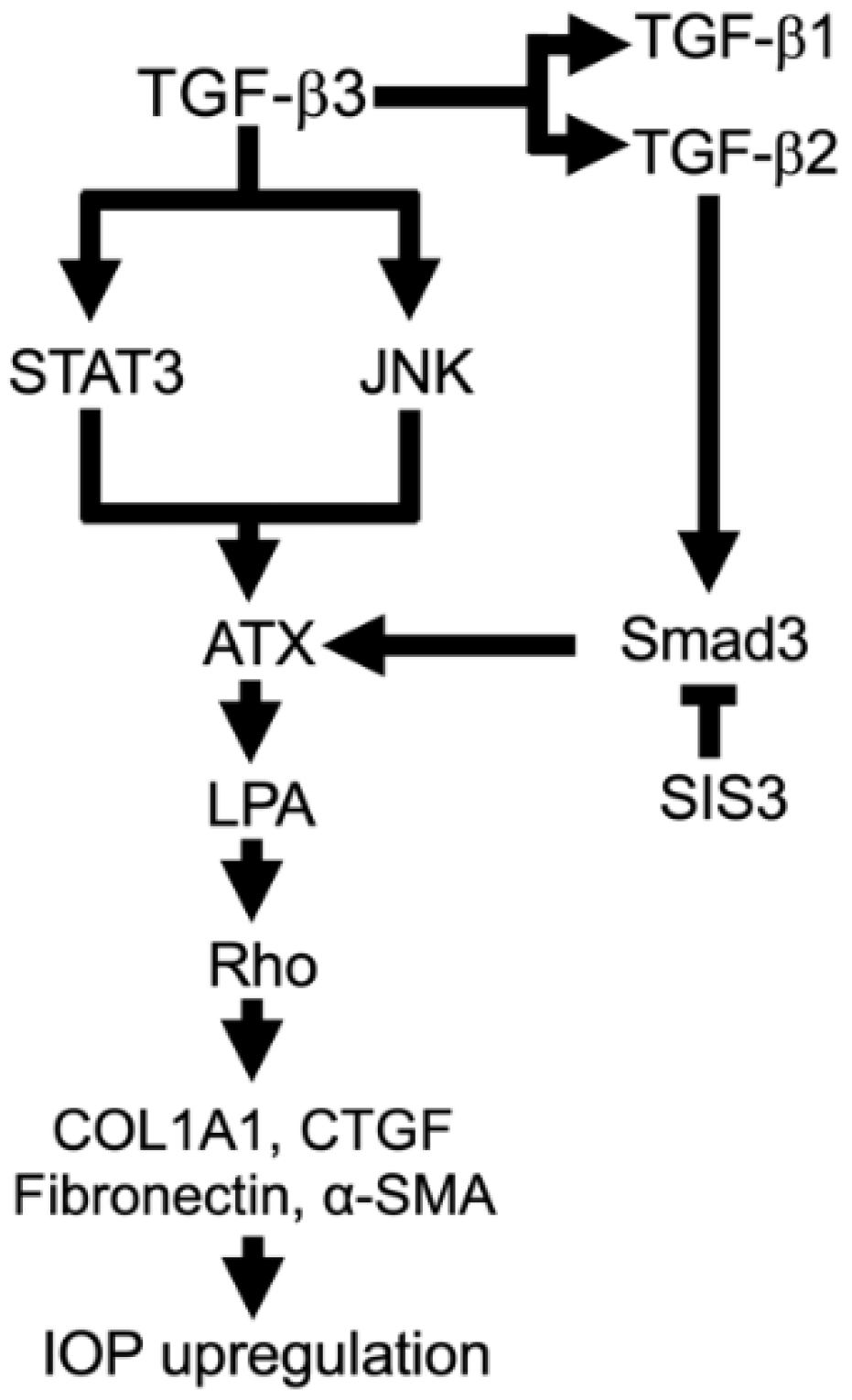 Biomolecules Free Full Text Fibrotic Response Of Human Trabecular