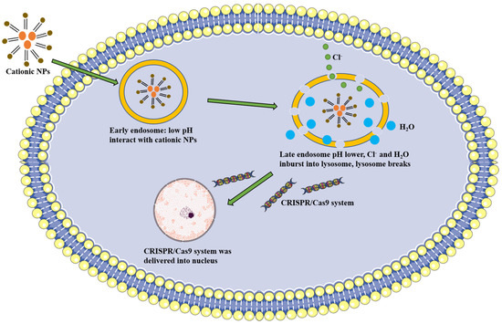 Biomolecules | Free Full-Text | Research Progress on Nanoparticles-Based CRISPR/Cas9 System for ...