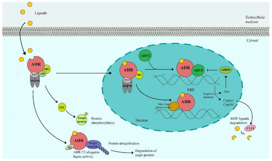 Gut Microbiota Regulation of AHR Signaling in Liver Disease