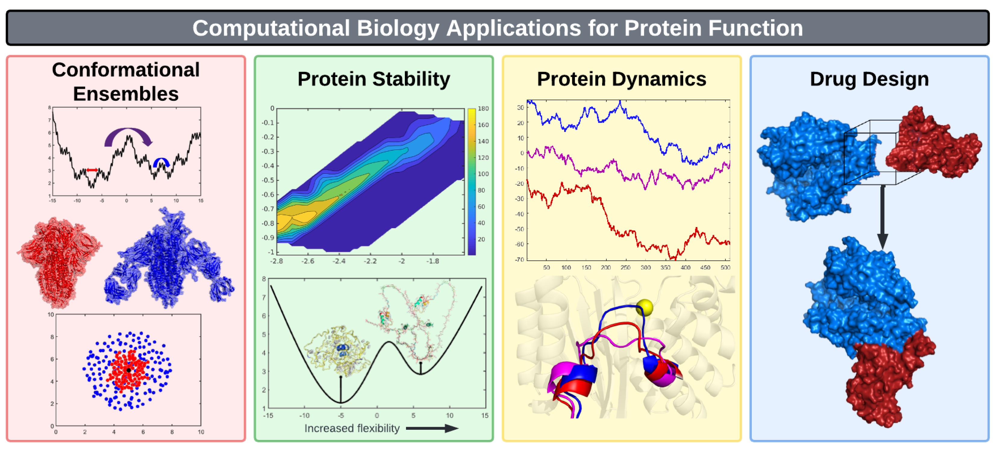 Functional Protein Molecule