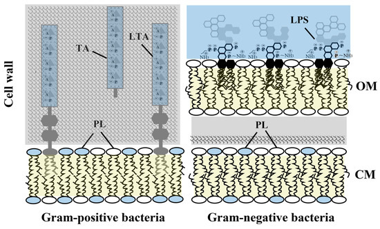 Where Electrostatics Matter: Bacterial Surface Neutralization and ...