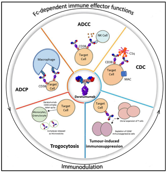 Molecular Determinants Underlying the Anti-Cancer Efficacy of CD38 ...