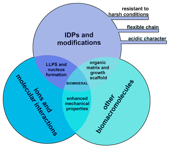 The Role of Intrinsically Disordered Proteins in Liquid–Liquid Phase ...
